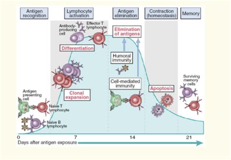 Immunology Flashcards Quizlet