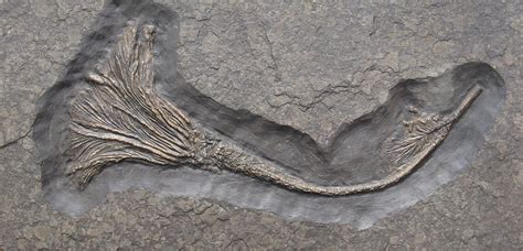 Crinoid Crinoids Fossils Limestone Extinct Free Image From