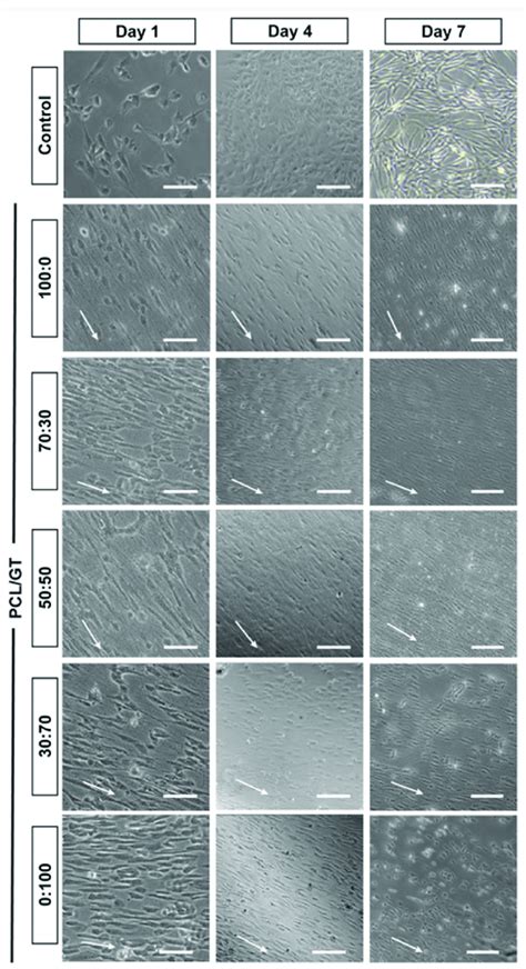 The Alignment Of WJ MSCs On PCL GT Nanofibers Note That WJ MSCs On