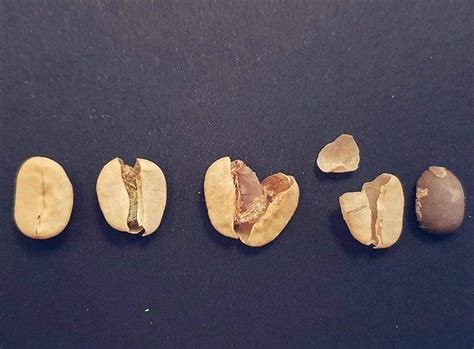 Washed Process บางคนก็เรียกว่า Wet Na Slowbar Coffee