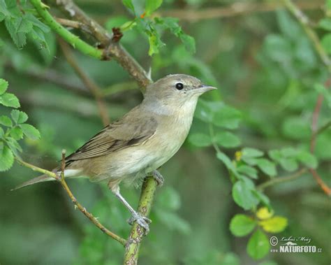 Sylvia Borin Pictures Garden Warbler Images Nature Wildlife Photos