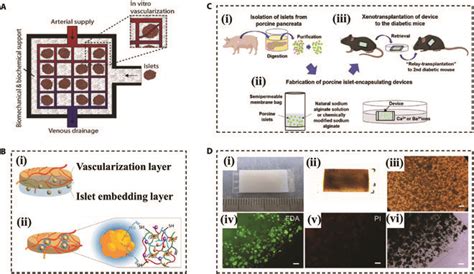Representative Macroencapsulation Devices A Diagram Of The Vio