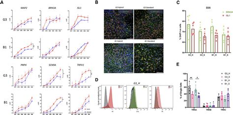 Comparison Of SN Differentiation Protocols With Combined Small Molecule