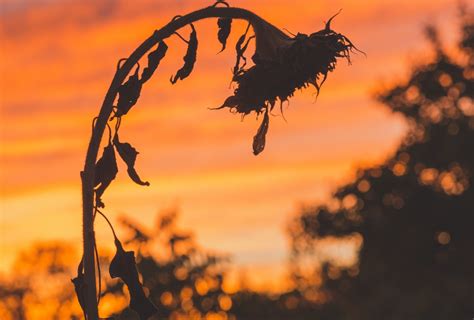 무료 이미지 나무 자연 분기 실루엣 구름 하늘 해돋이 일몰 햇빛 아침 잎 꽃 새벽 황혼 저녁 주황색 반사 가을 노랑 대초원 해바라기