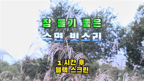 갈대 숲에 내리는 부드러운 빗소리🌿🌧 힐링 수면 Asmr😴💤 4k Youtube