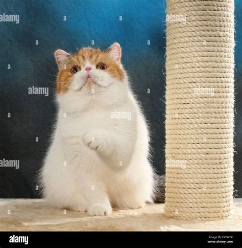 Exotic Shorthair Adult Cat Sitting Next To A Scratching Post Stock