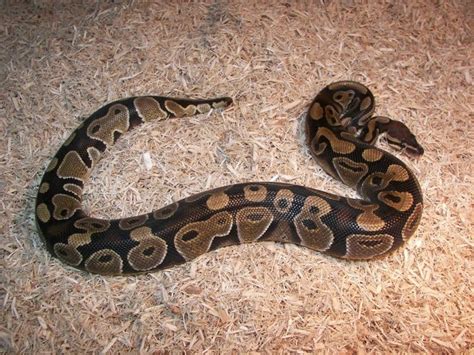 Best Ball Python Substrate And Bedding Terrarium Quest