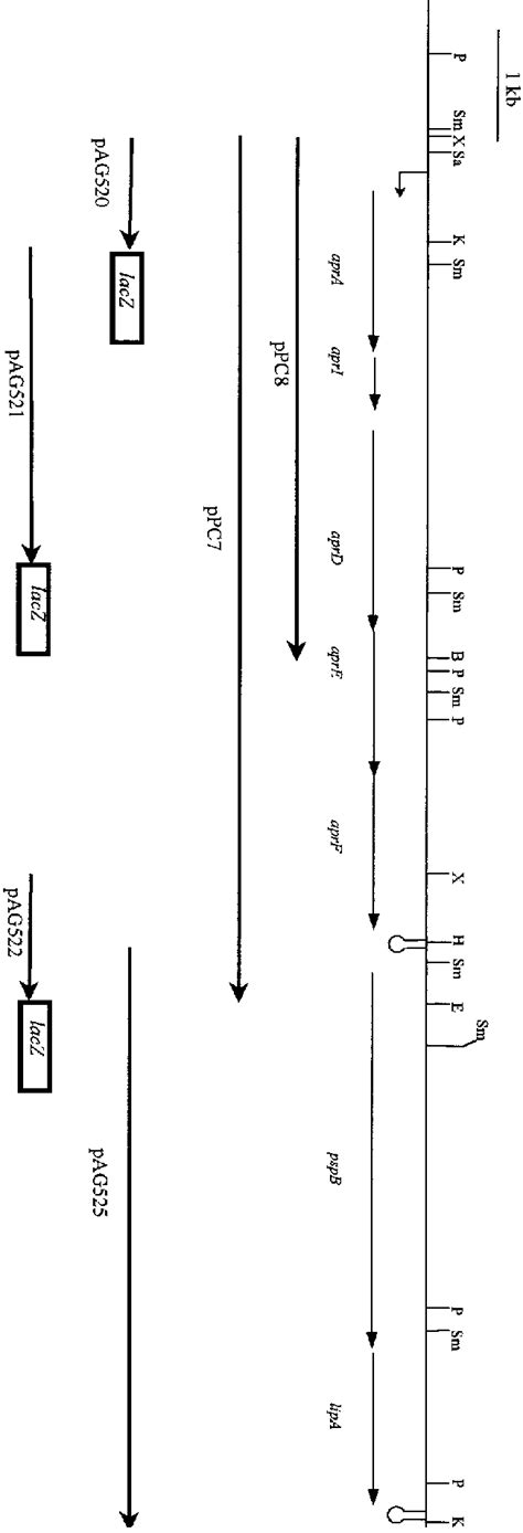 Genetic Organization And Restriction Map Of The Sequenced 12 Kb