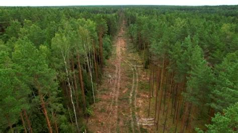 Deforestation Forest And Illegal Logging Stock Video Pond