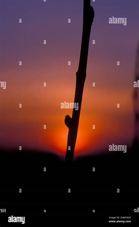 Close Up On A Willow Twig Catkins Outdoor In 2004 Analog Evening Nightfall And Colorful