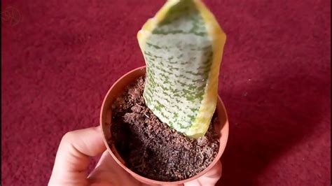 كيفية إكثار نبات جلد النمر Sansevieria Plant نبات زينه سنسيفيرا