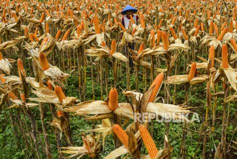 Harga Jagung Tembus Rp 6 000 Per Kilogram GPMT Ada Anomali