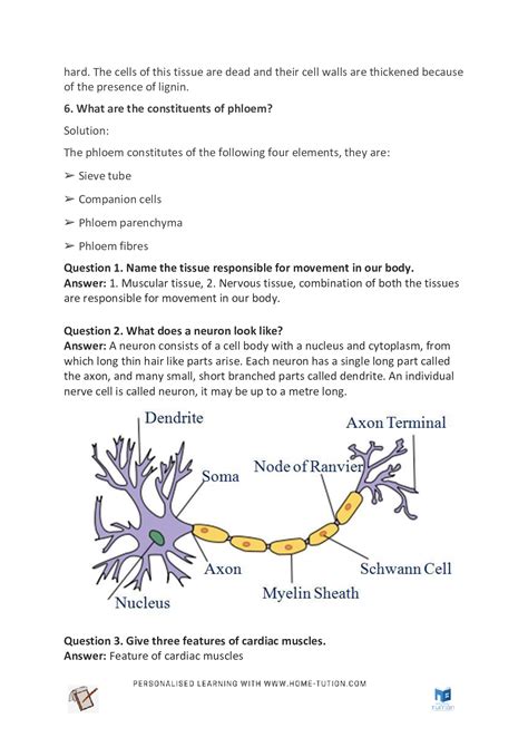 NCERT Solutions For Class Science Chapter Tissues