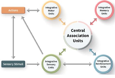 Figure 2 From The Evolutionary Origins Of The Global Neuronal Workspace