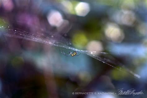 Spider Dance Spider Dance Dance Spider
