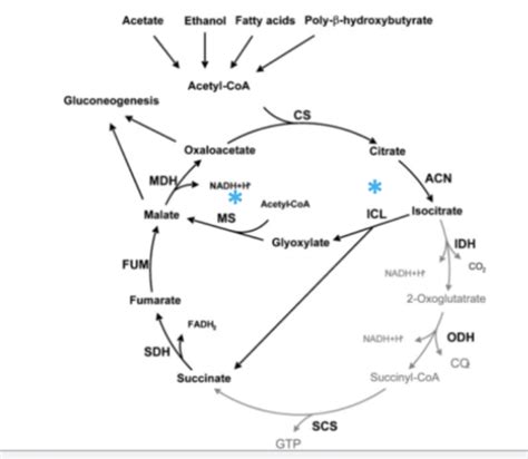 CELLULAR Metabolism Flashcards Quizlet