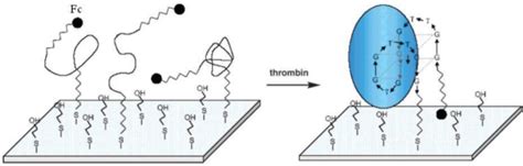 Design Of A Signal On Electrochemical Aptamer Biosensor For Thrombin Download Scientific