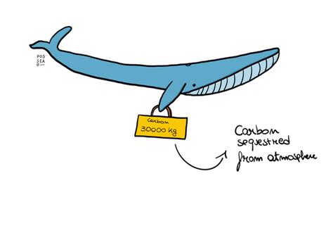 The Importance Of Whales And Their Poo Clean Sailors