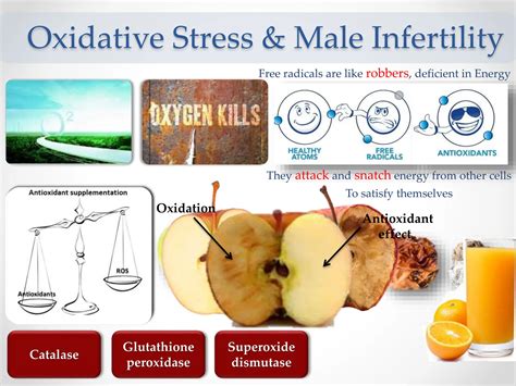 Relationship Of Oxido Reduction Potential And Sperm Morphology Disorders Of Infertile Men Pptx