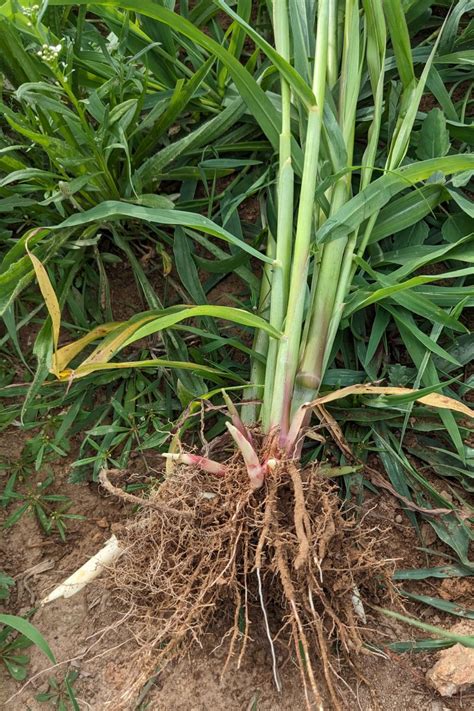 How To Get Rid Of Johnsongrass In The Garden And Lawn