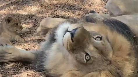 Cute Lion Cub Plays With Father Good Morning America