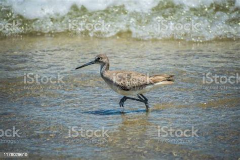 파드레 아일랜드 Ns 텍사스의 윌렛 버드 0명에 대한 스톡 사진 및 기타 이미지 0명 경관 경외감 Istock