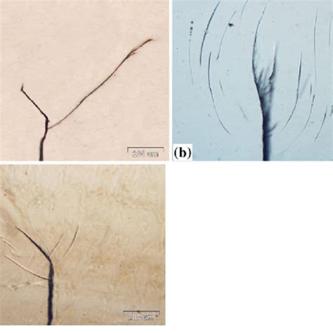 Scanning Electron Microscope Sem Of Nanocomposite Brittle Fracture Download Scientific
