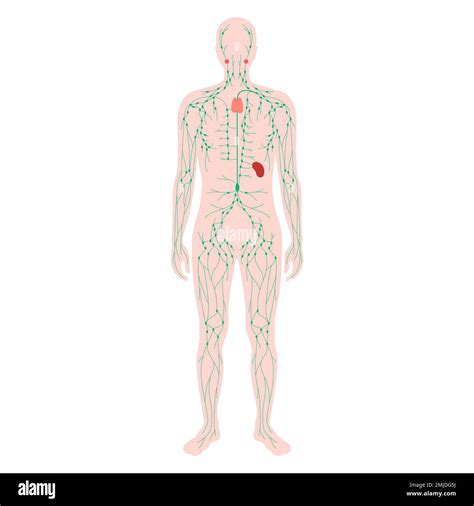 Immune System Diagram Unlabeled File Organs Of The Immune System By