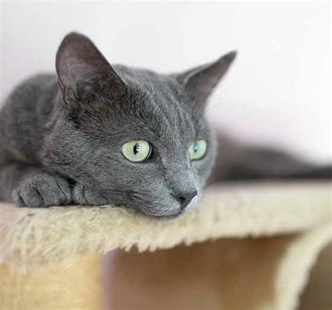 Bloomfield Hills Vets Oakland Veterinary Referral Services Ovrs