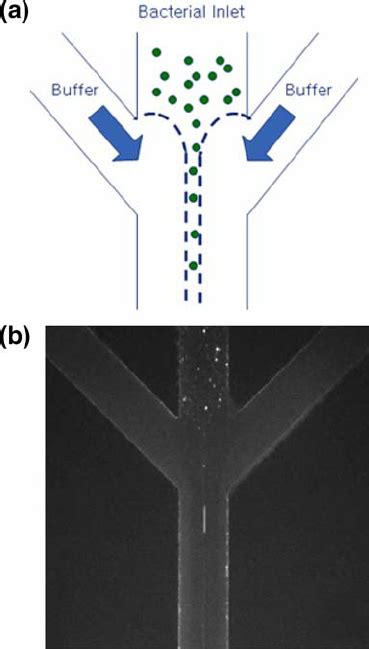 Demonstration Of Hydrodynamic Focusing A A Schematic Of