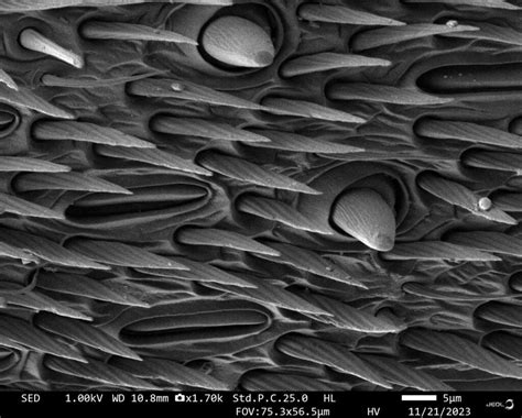 Wasp Antenna Art In Stem