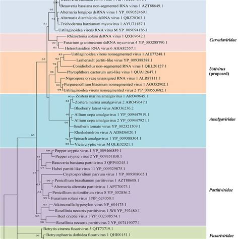 Phylogenetic Analysis Of PcNRV1 The ML Phylogenetic Tree Was