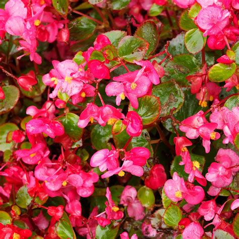 Begonia Semperflorens Super Olympia Rose Green Leaf Beg Siteone