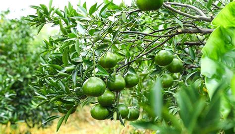 Chen Pi Tangerine Peel Uses Benefits Side Effects Warnings