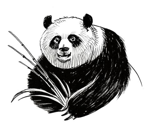Urso Panda Comendo Bambu Desenho De Tinta Preto E Branco Foto Premium