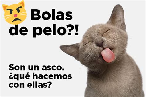 Qu Hacer Con Las Bolas De Pelo En Los Gatos Clinica Veterinaria