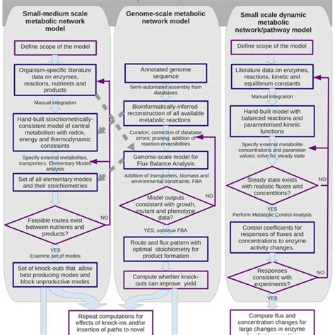 Metabolic Modeling Support For Metabolic Engineering Strategies Three