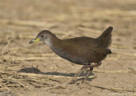 Inaccessible Island Rail Laterallus Rogersi