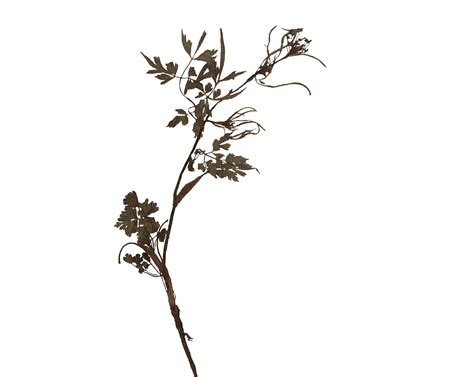 洱源囊瓣芹图册 360百科