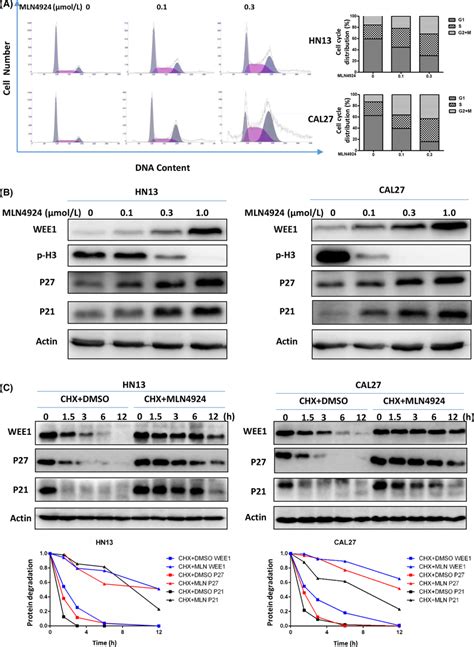 Neddylation Inhibition With Mln4924 Triggers G2 Cell‐cycle Arrest A