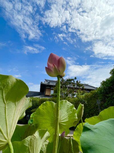 7月毎月3日は元三大師さまのご縁日 後白河法皇御所聖跡 天台宗 法住寺