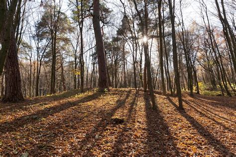 Premium Photo Deciduous Trees In The Autumn Season During Leaf Fall