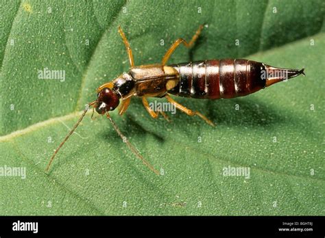 Common Earwig Forficula Auricularia Female On A Green Leaf Stock