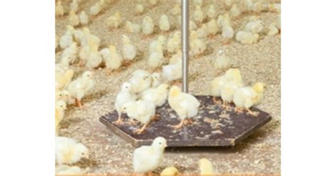 Автоматичното претегляне не стресира птиците Български Фермер