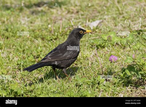 Specimen Of Common Blackbird Hunting In A Meadow Turdus Merula Merula