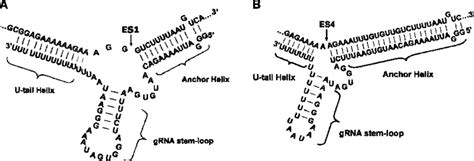 The Predicted Models For Mrnagrna Complex Secondary Structure Have