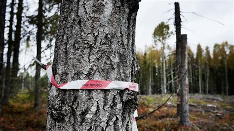 Hänsyn på hygget - Visa skogen