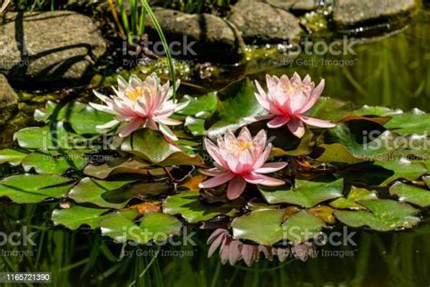 오래된 연못의 물 표면에 분홍색 꽃잎 이나 연꽃 Marliacea Rosea와 세 개화 수련 0명에 대한 스톡 사진 및 기타