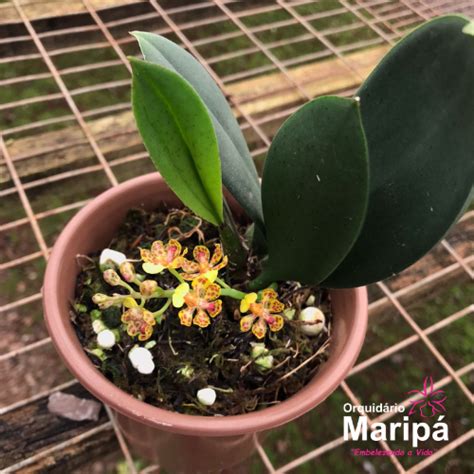 Orquidea Oncidium Nanum Adulta Micro Orquidea