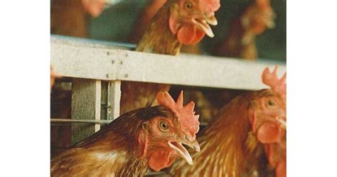 Въздействие на високите температури върху птиците Български Фермер